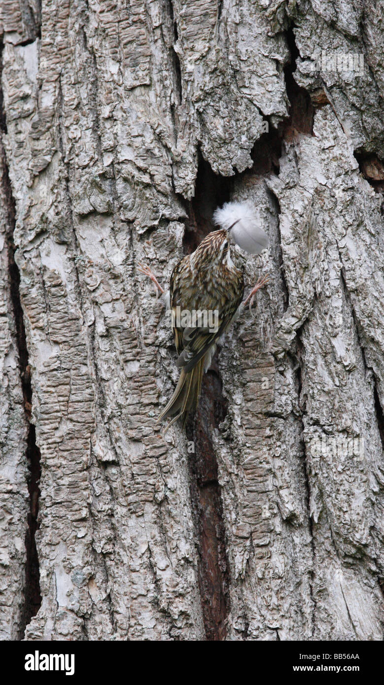Female Tree Creeper bringing nesting material back to nest site Stock ...