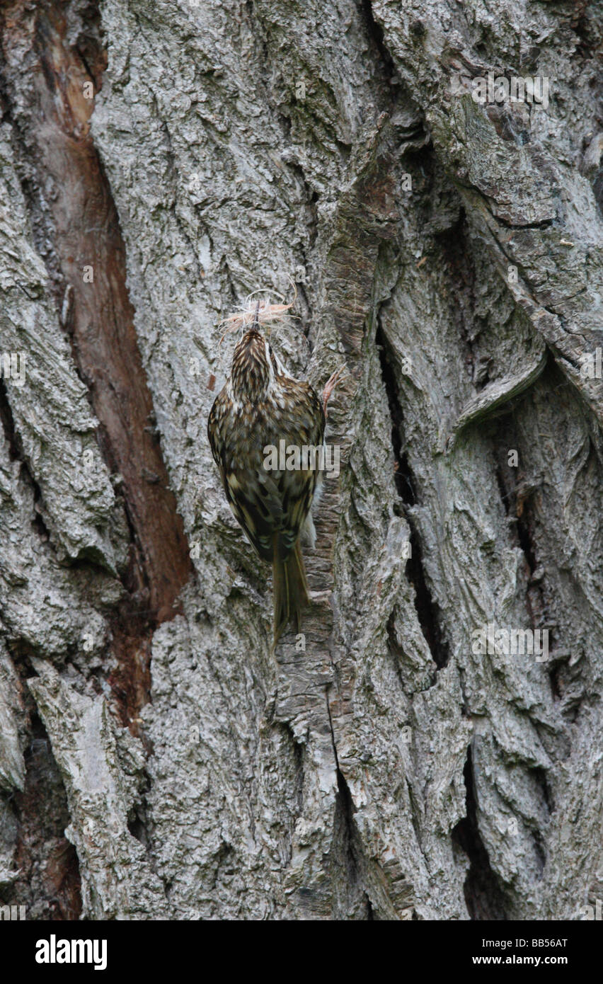 Tree Creeper bringing nesting material to nest site Stock Photo - Alamy