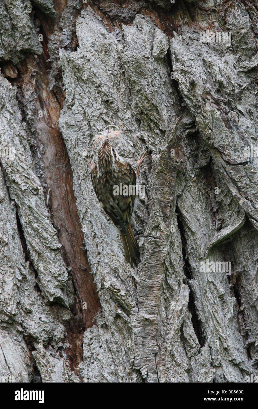 Female Tree cReeper bringing nesting material back to nest site Stock ...