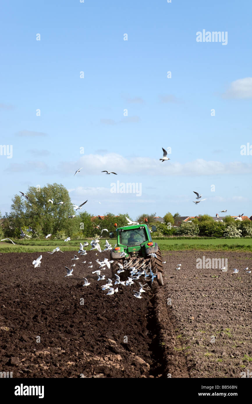 Ploughing tractor gulls hi-res stock photography and images - Alamy