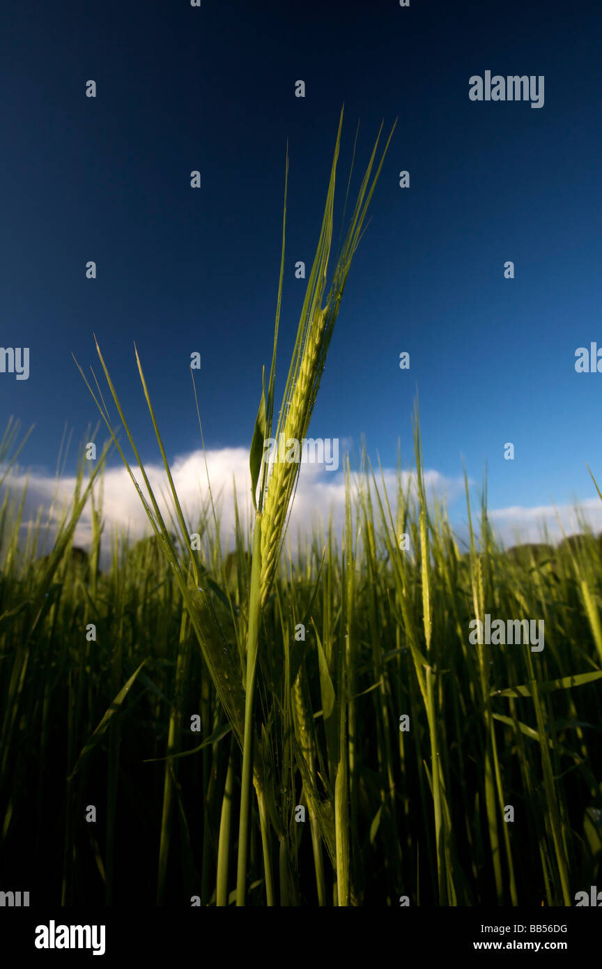 Barley Crop in Field Stock Photo - Alamy