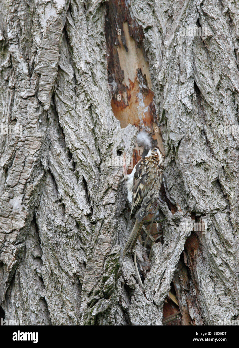 Tree Creeper using feather for nest lining Stock Photo - Alamy
