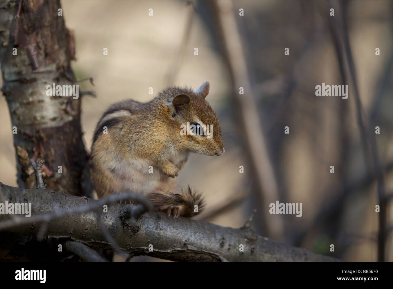 Chipmunk in tree hi-res stock photography and images - Alamy