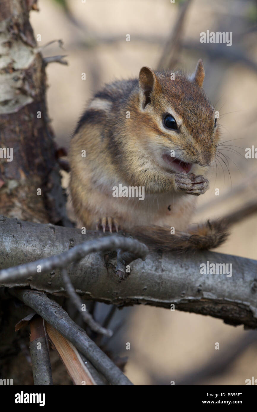 chipmunk in a tree Stock Photo - Alamy