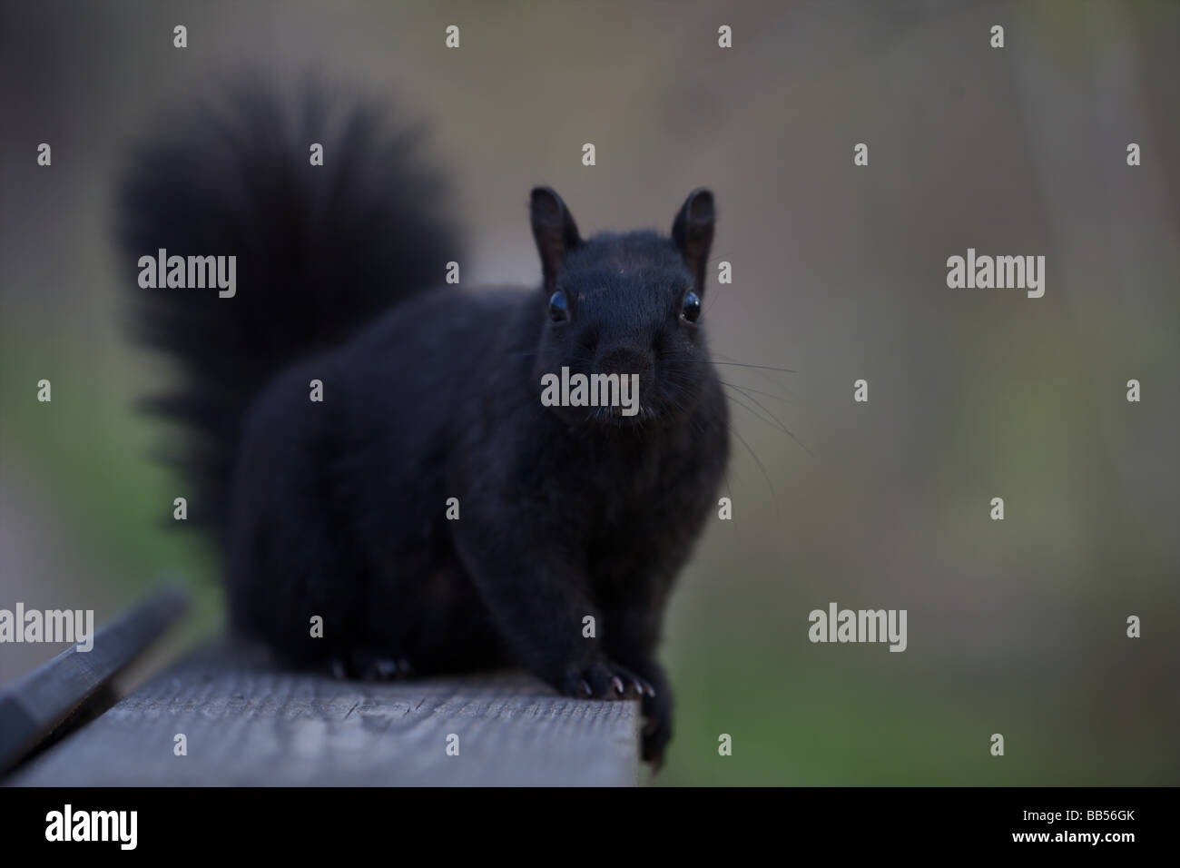 black squirrel staring at you Stock Photo - Alamy