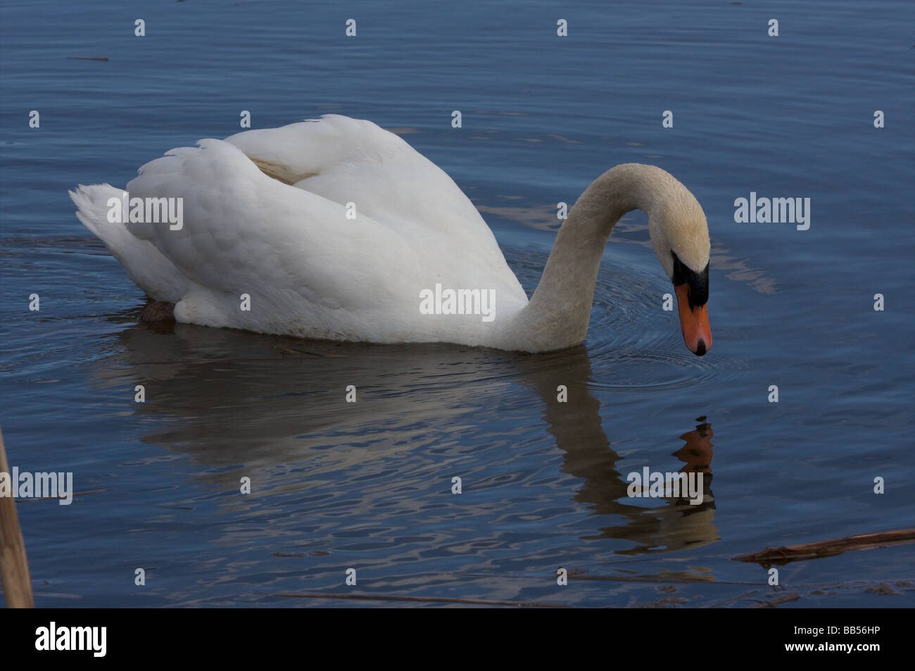 a swan looks at its reflection Stock Photo - Alamy