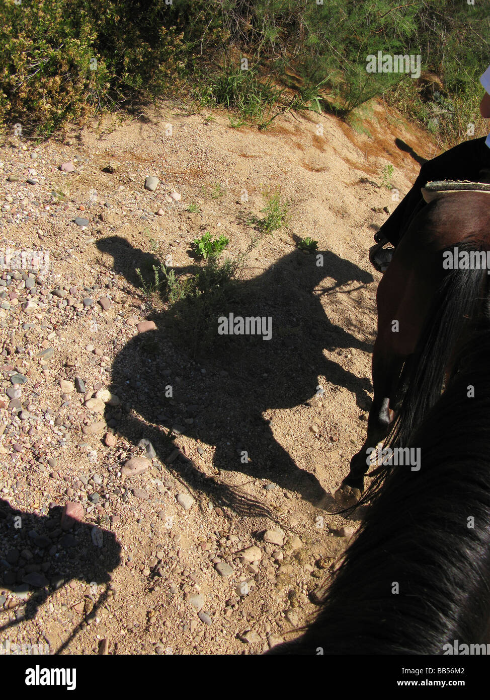 Shadow of horse riding,abstract image in portrait Stock Photo - Alamy