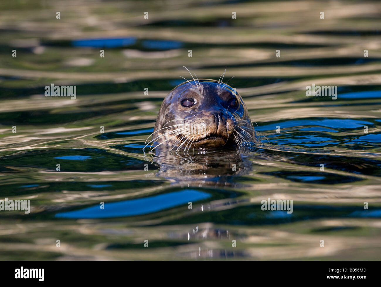 Harbor seal hi-res stock photography and images - Alamy