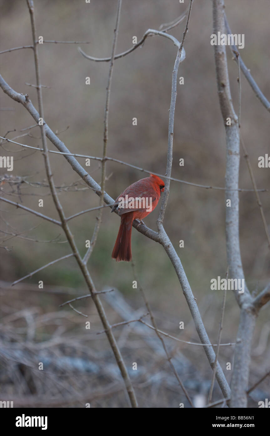 male cardinal in a tree Stock Photo - Alamy