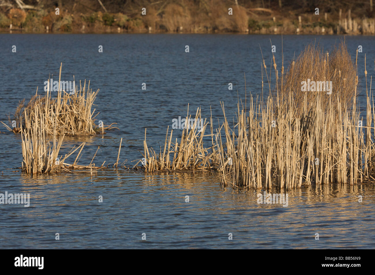 yellow reeds in water Stock Photo - Alamy