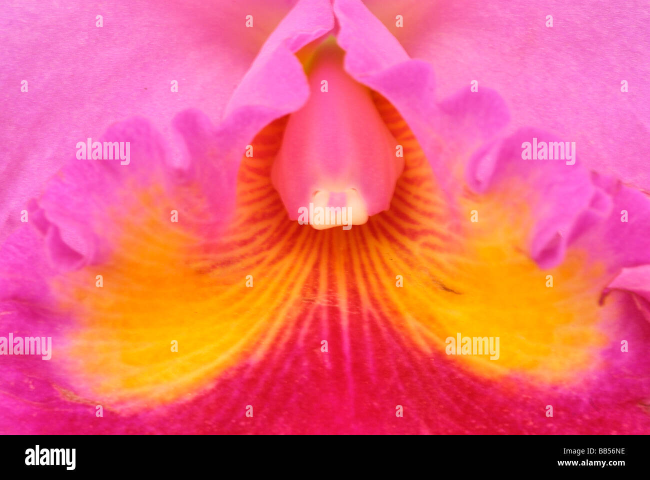 Cattleya sp hi-res stock photography and images - Alamy