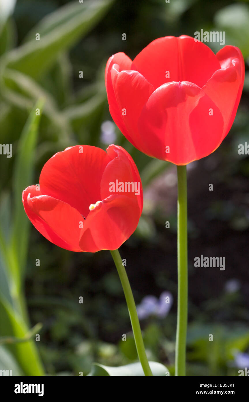 Tulips red holland flowers hi-res stock photography and images - Alamy