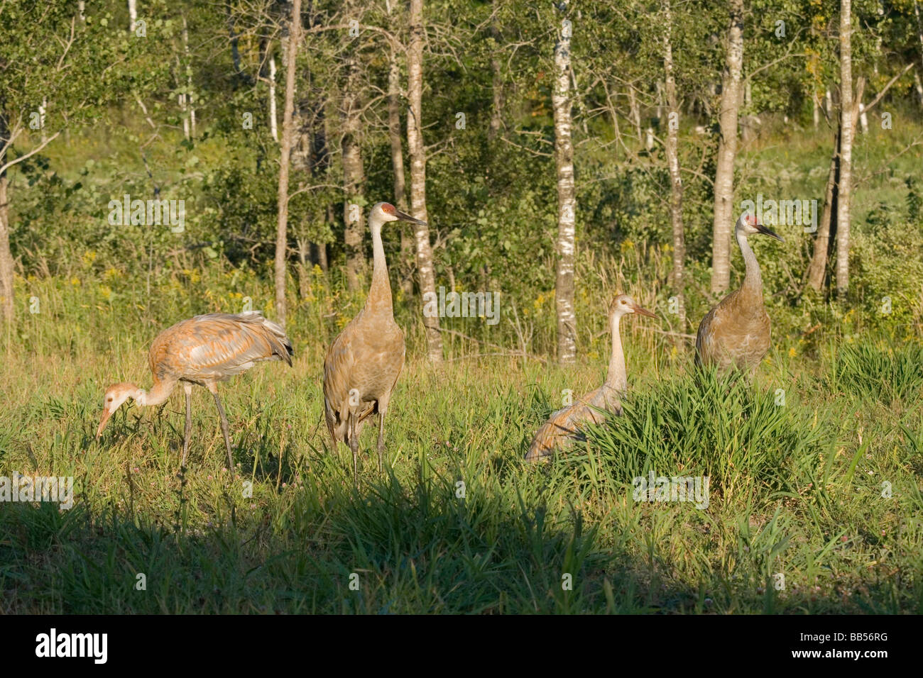 Sandhill Crane family Stock Photo - Alamy