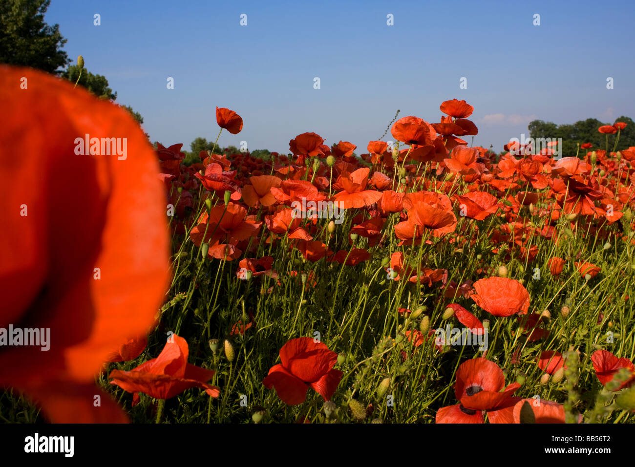 Gorgeous red poppies flower field hi-res stock photography and images ...