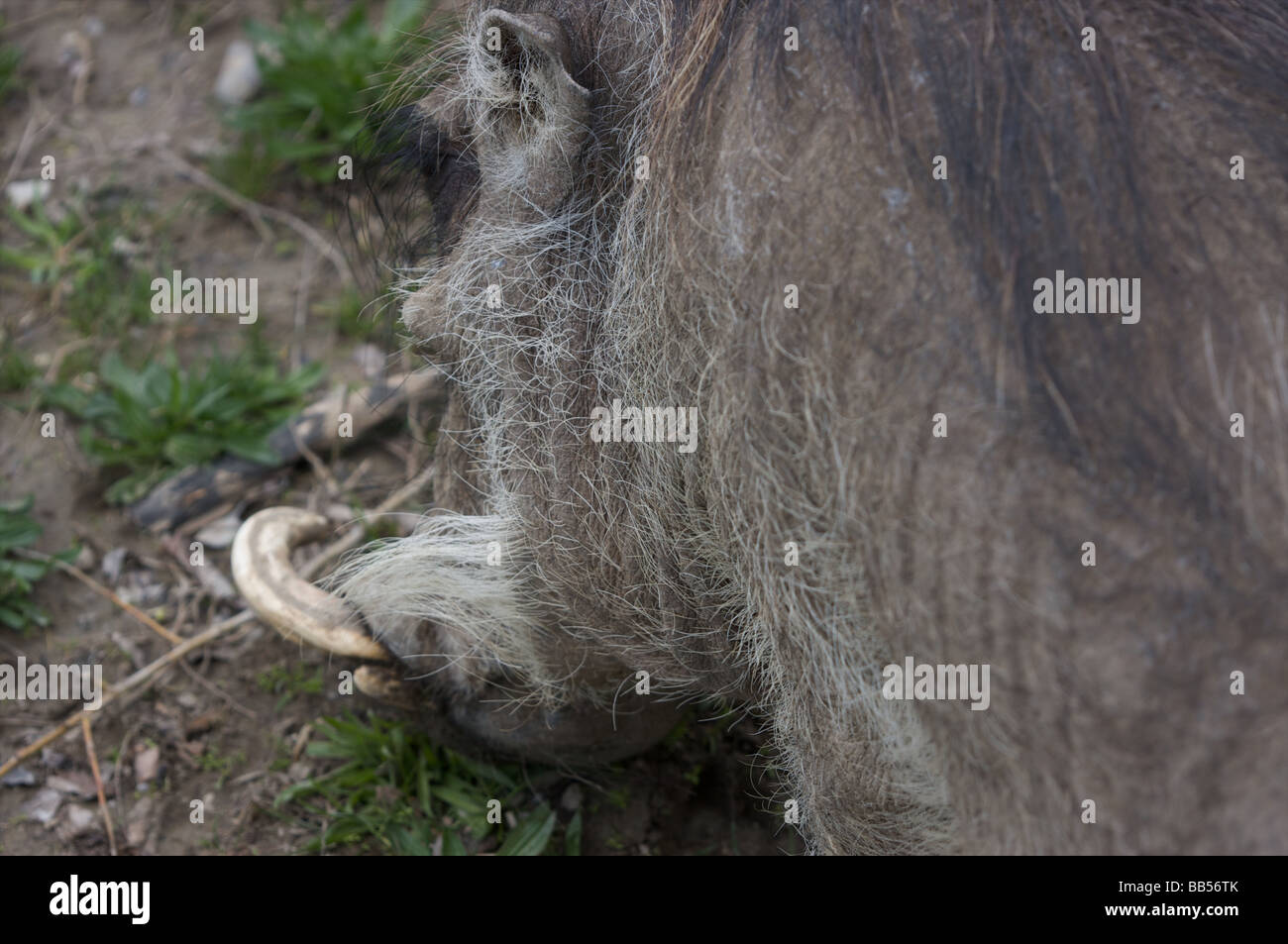 Boar tusks hi-res stock photography and images - Alamy