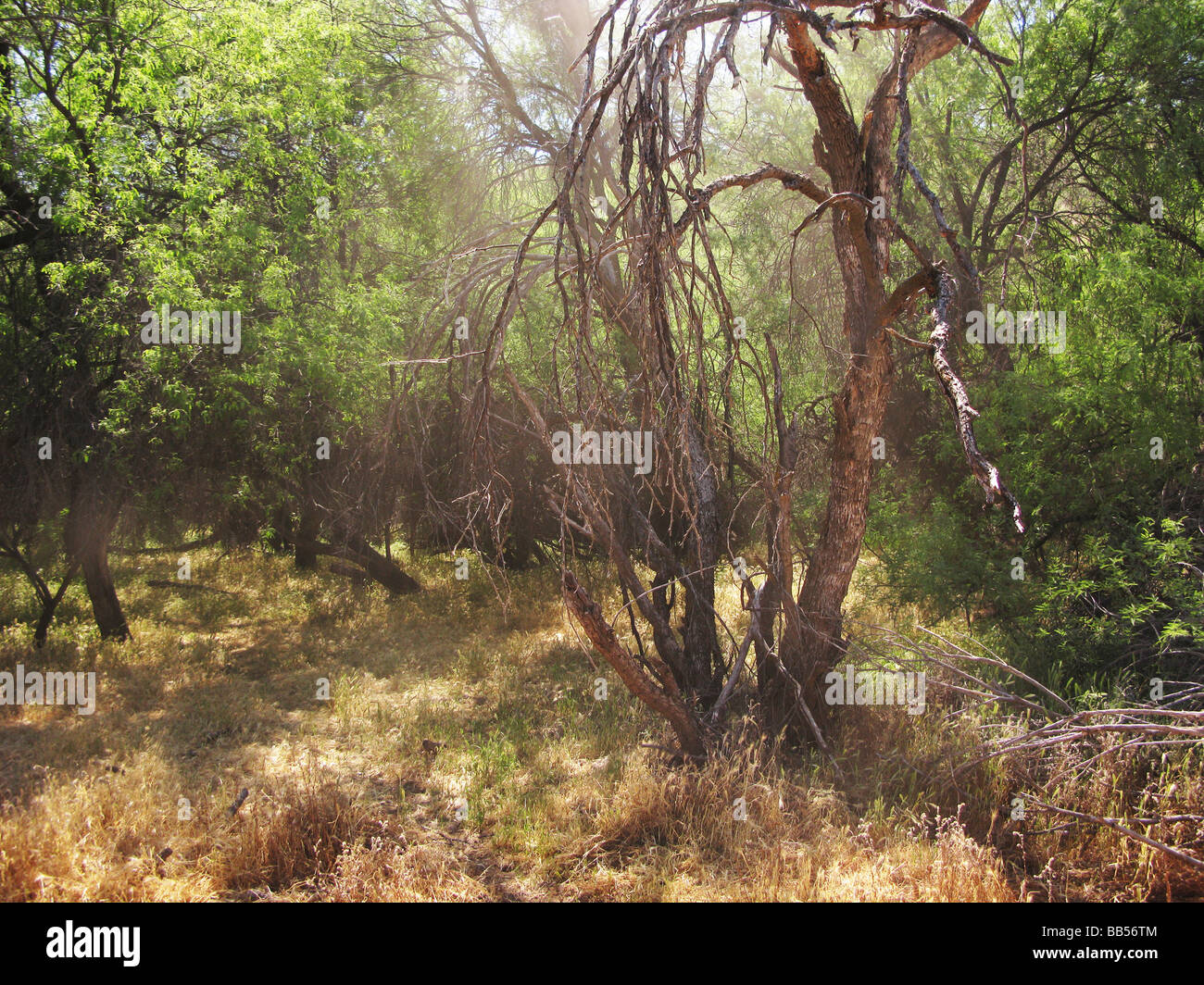 Desert terrain hi-res stock photography and images - Alamy