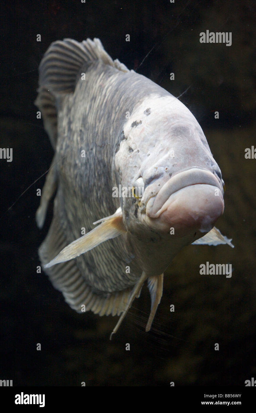 large grinning fish Stock Photo - Alamy