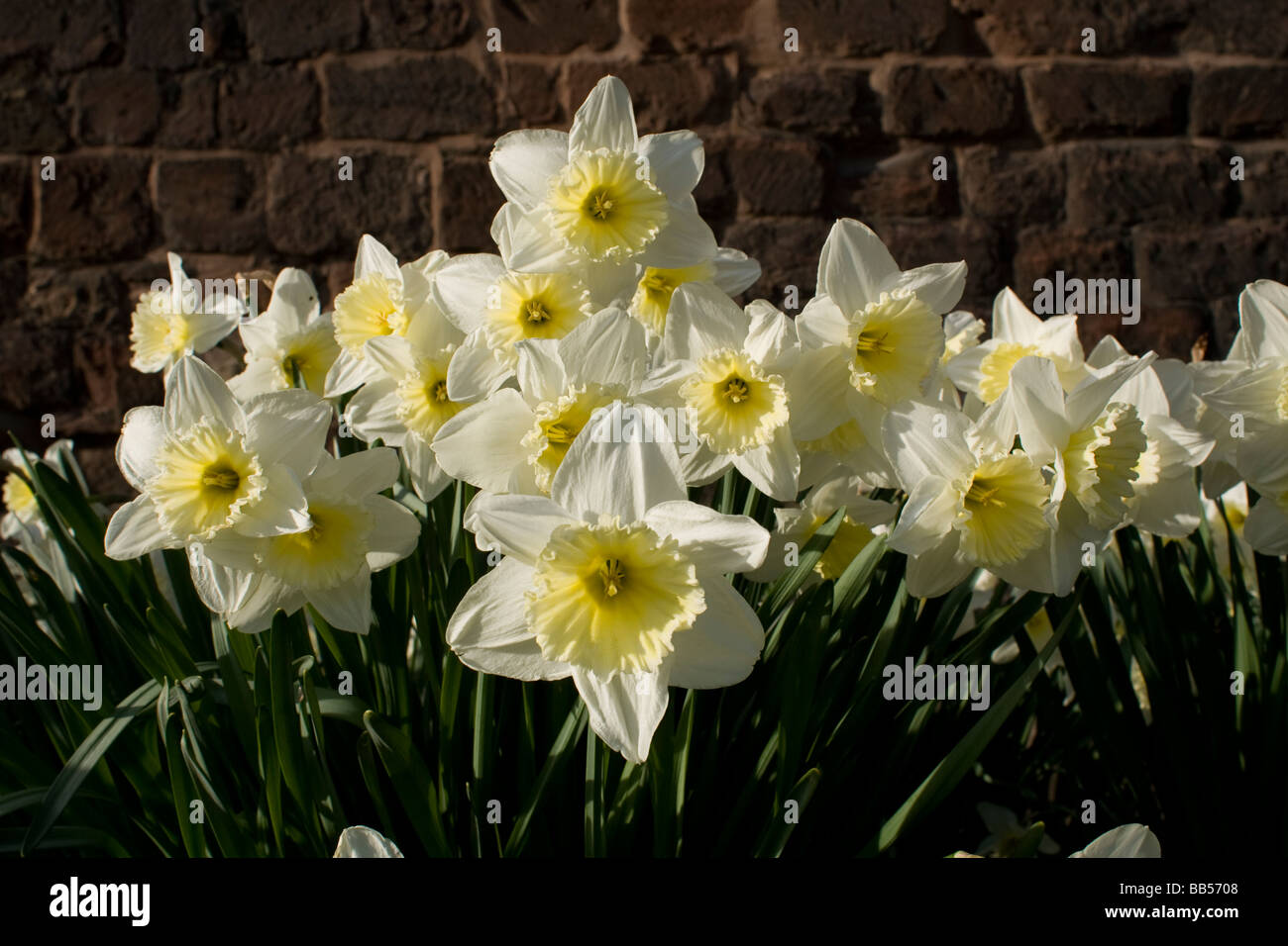 Easter a line of yellow daffodils hi-res stock photography and images ...