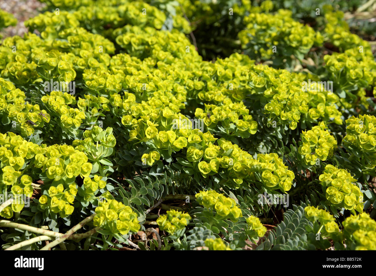 Myrtle Spurge, Broad-leaved Glaucous-spurge, or Blue Spurge, Euphorbia ...