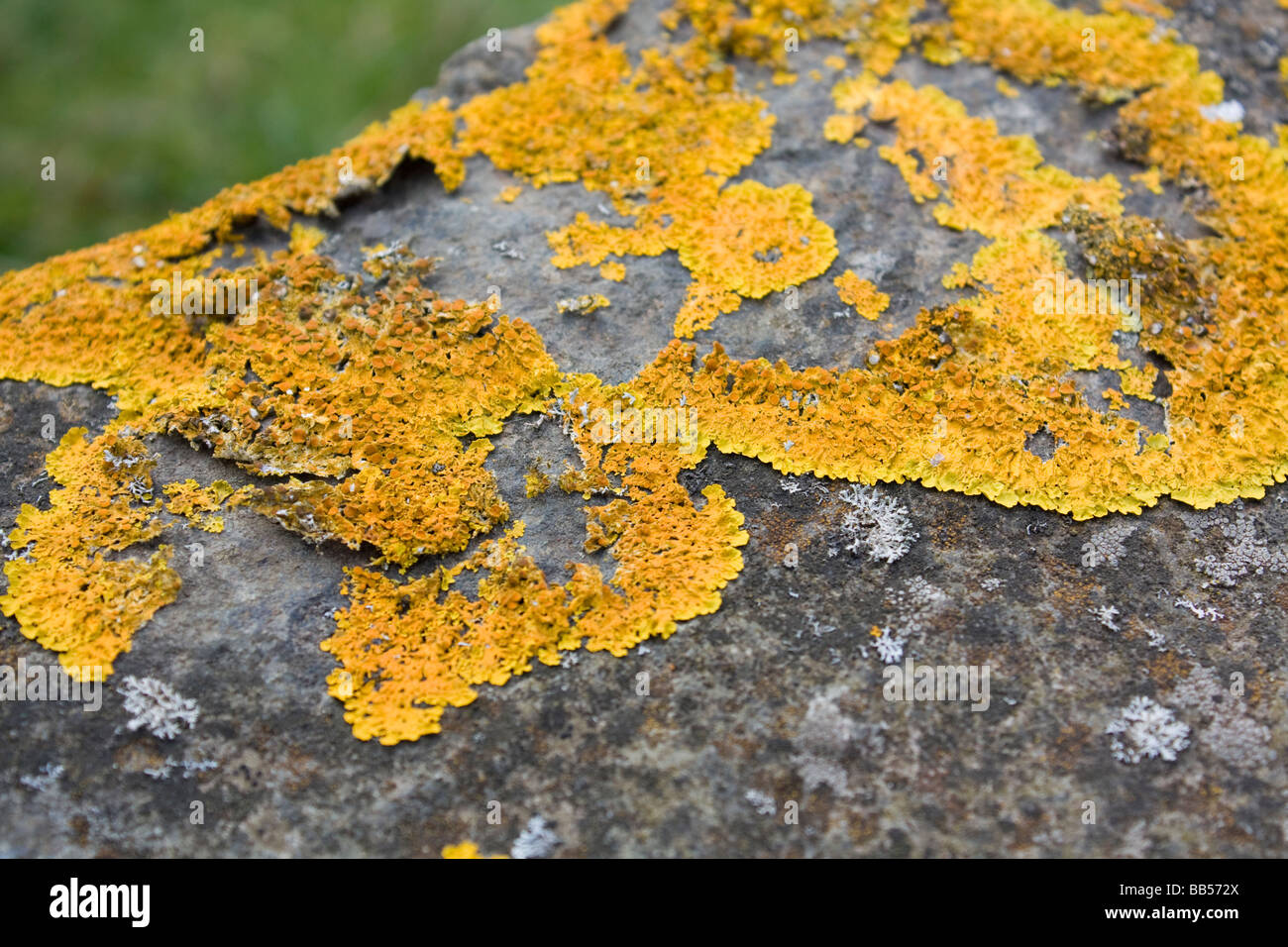 Close up of bright orange lichen growing on a boulder Stock Photo - Alamy