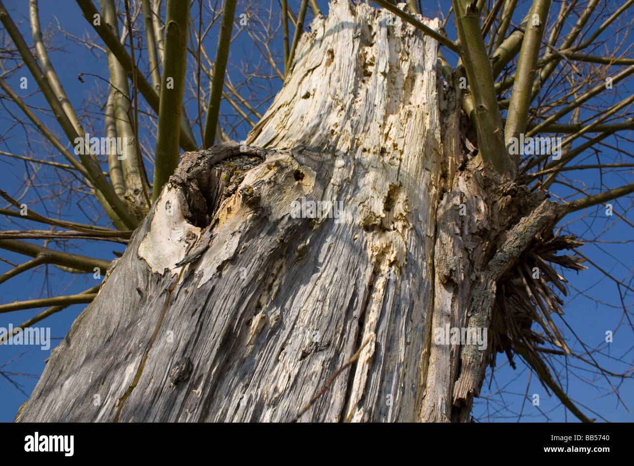 View of the trunk of an old partially rotten willow tree Stock Photo ...