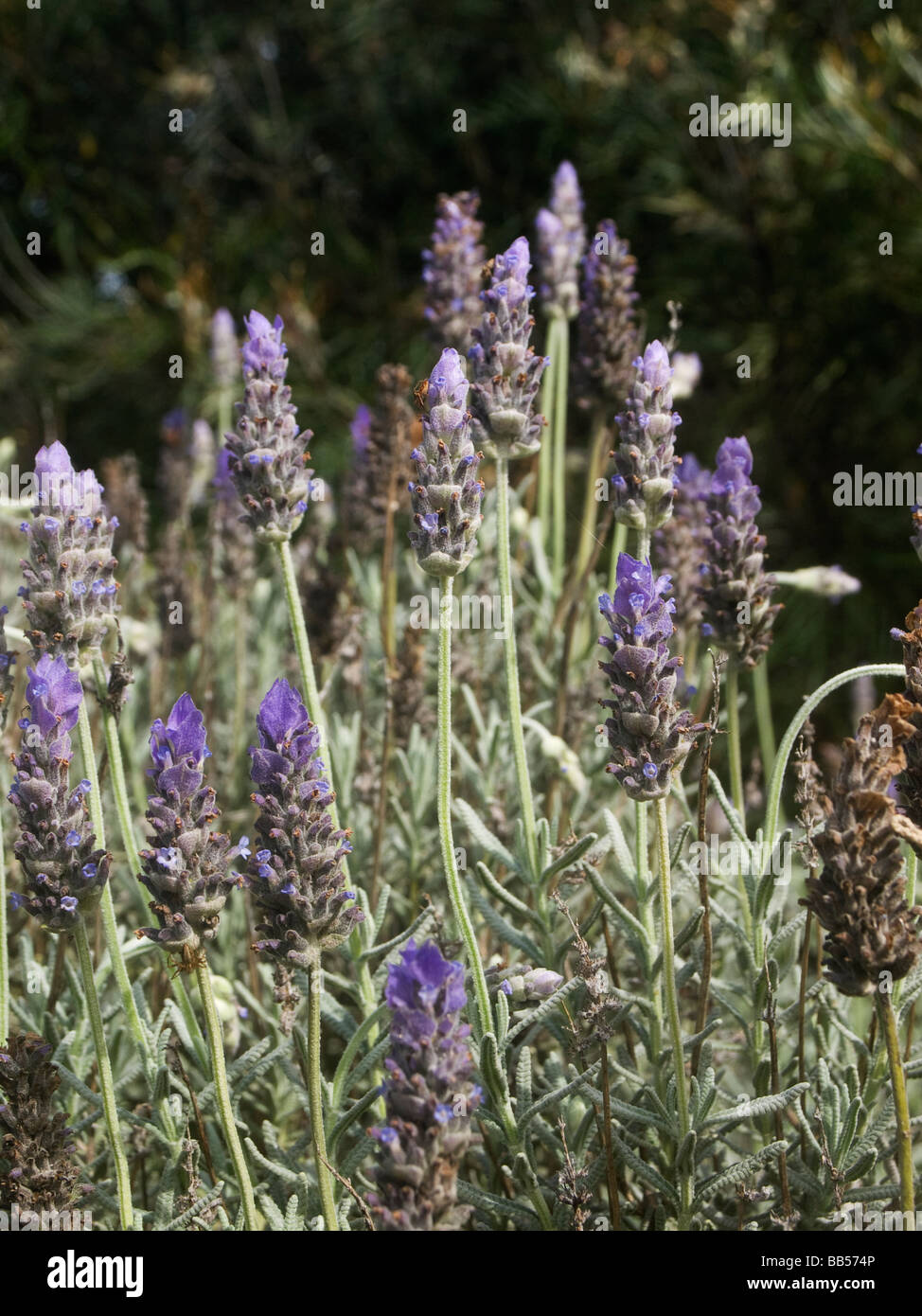 Lavender flowers Lavendula spica Stock Photo - Alamy