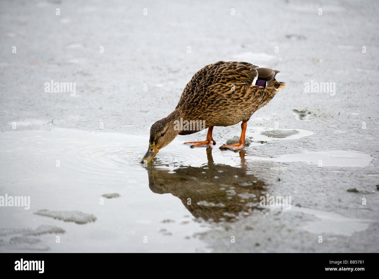 Duck Walking High Resolution Stock Photography and Images - Alamy