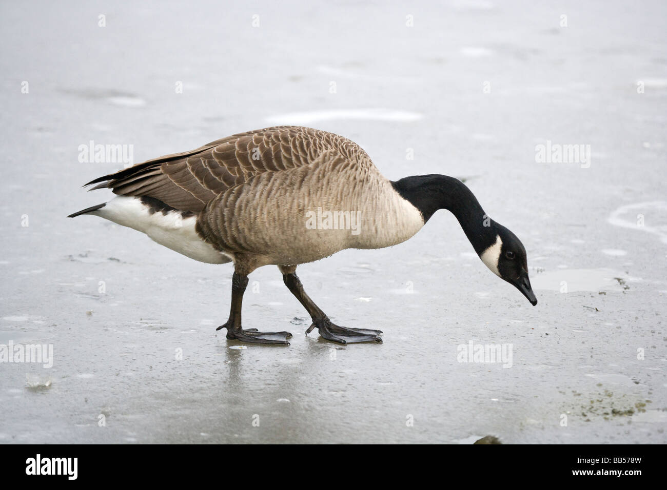 Cananda Goose walking on ice Stock Photo - Alamy