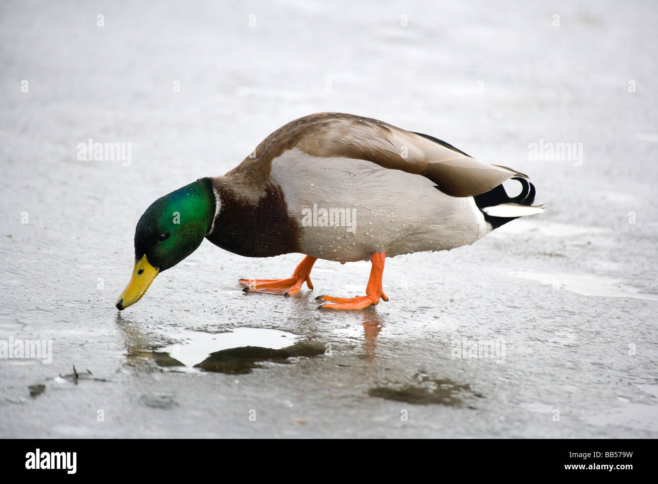 Walking on ice hi-res stock photography and images - Alamy