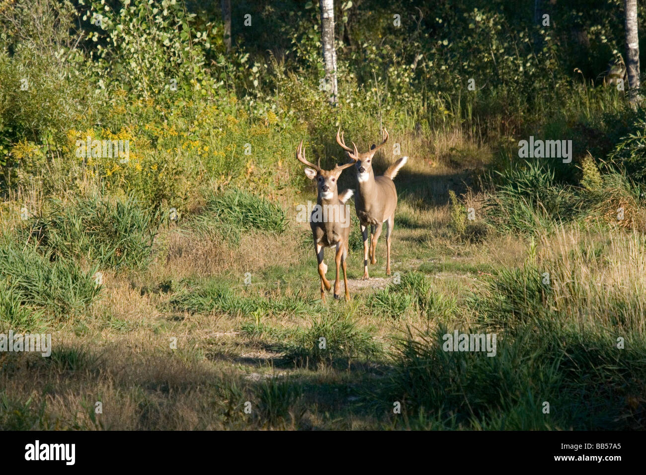 White tailed deer group running hi-res stock photography and images - Alamy
