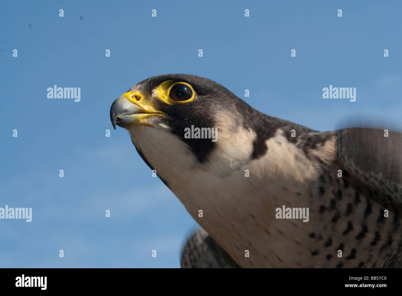 Peregrine falcon Falco peregrinus, Falconidae, Italy Stock Photo - Alamy