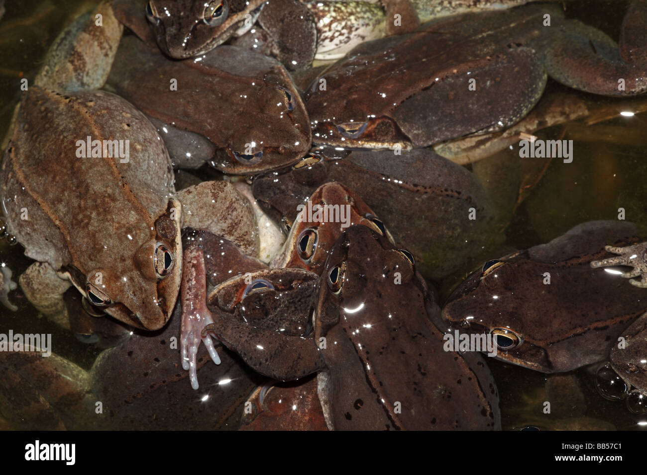 North american wood frog hi-res stock photography and images - Alamy