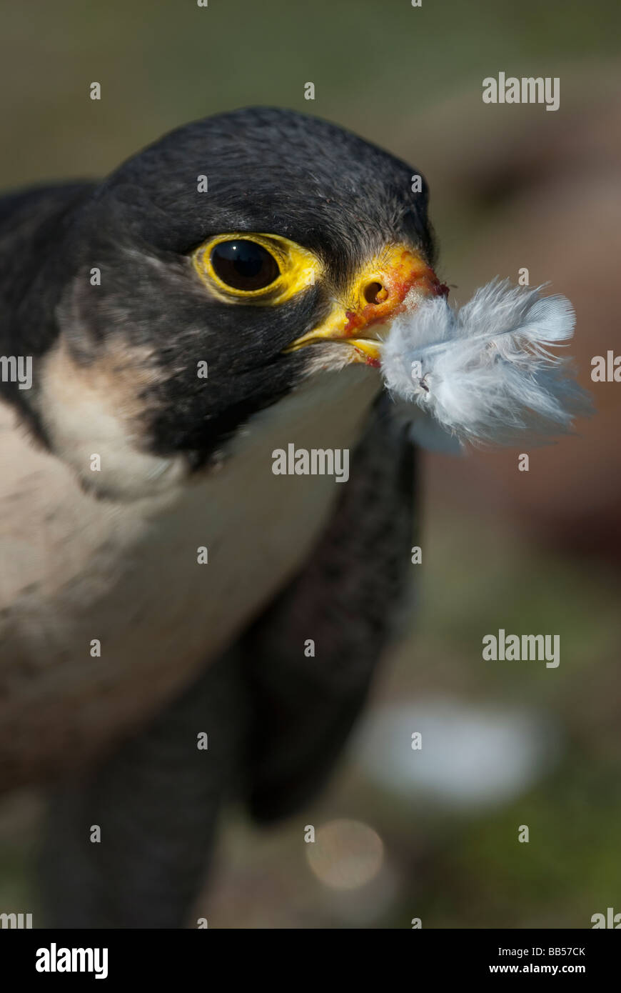 Peregrine falcon Falco peregrinus, Falconidae, Italy Stock Photo - Alamy
