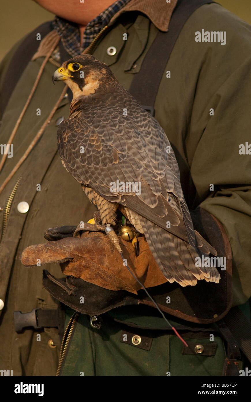 Peregrine falcon Falco peregrinus, Falconidae, Italy Stock Photo - Alamy