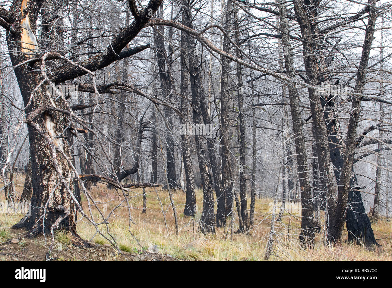 Burnt forest in Yellowstone National Park Stock Photo - Alamy