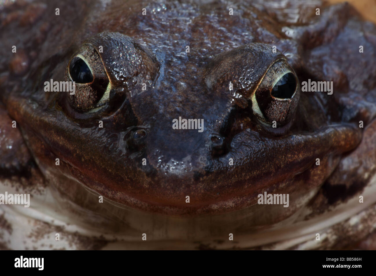 Wood frogs alaska hi-res stock photography and images - Alamy