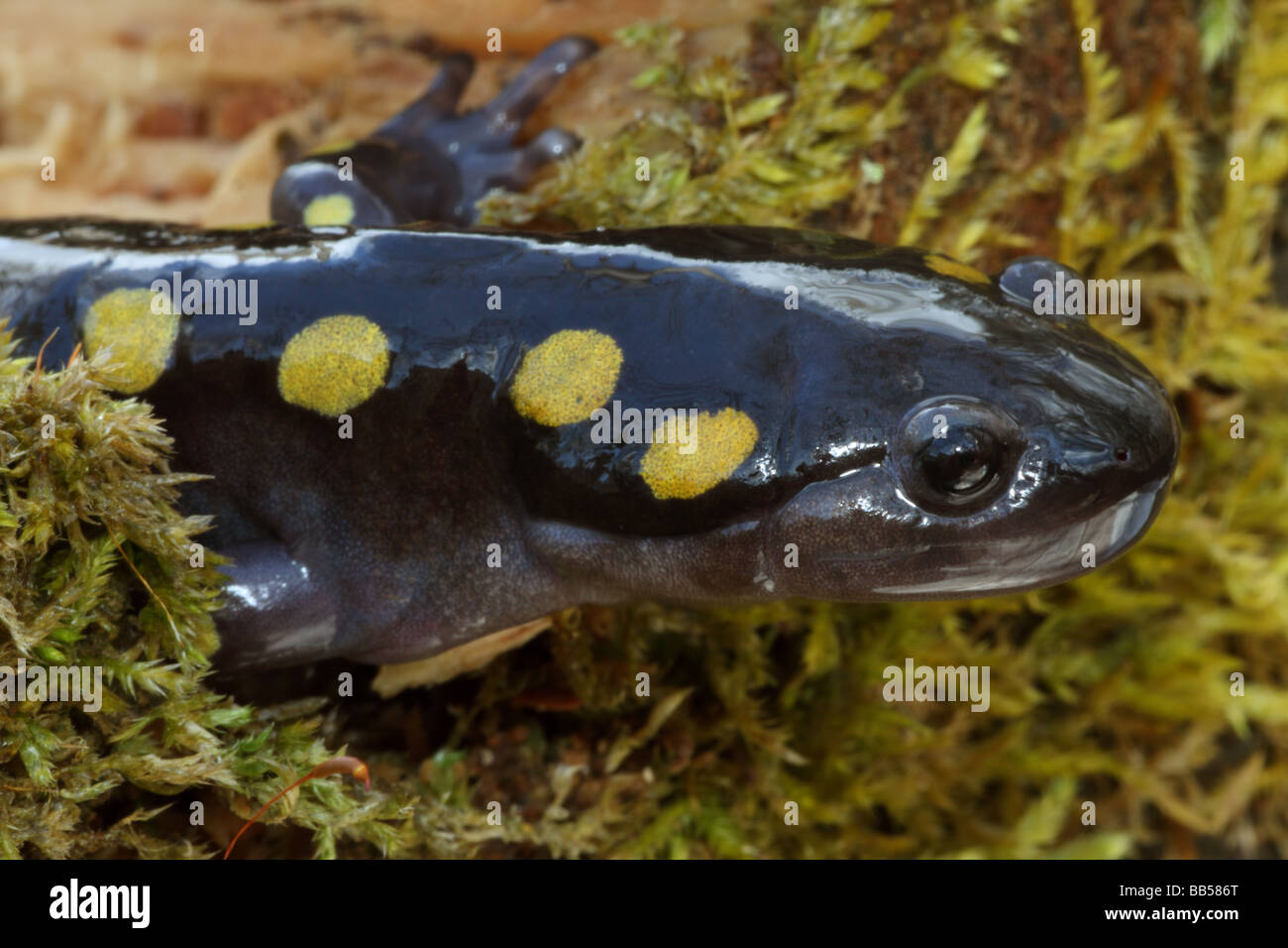 Spotted salamander ambystoma maculatum new hi-res stock photography and ...