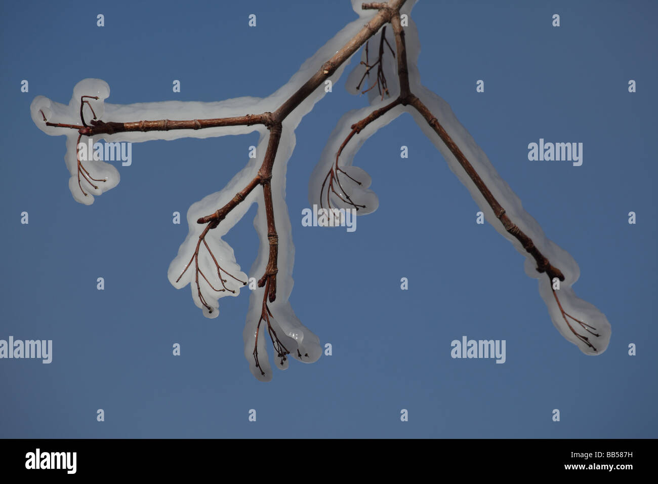 Ice on Tree Formed from frozen mist from Niagara Falls - Niagara Falls ...
