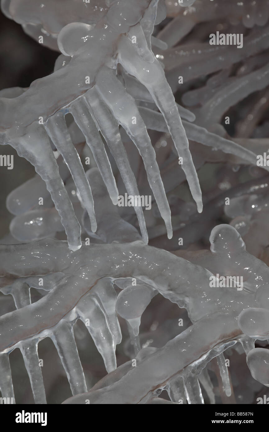 Ice on Tree Formed from frozen mist from Niagara Falls - Niagara Falls ...