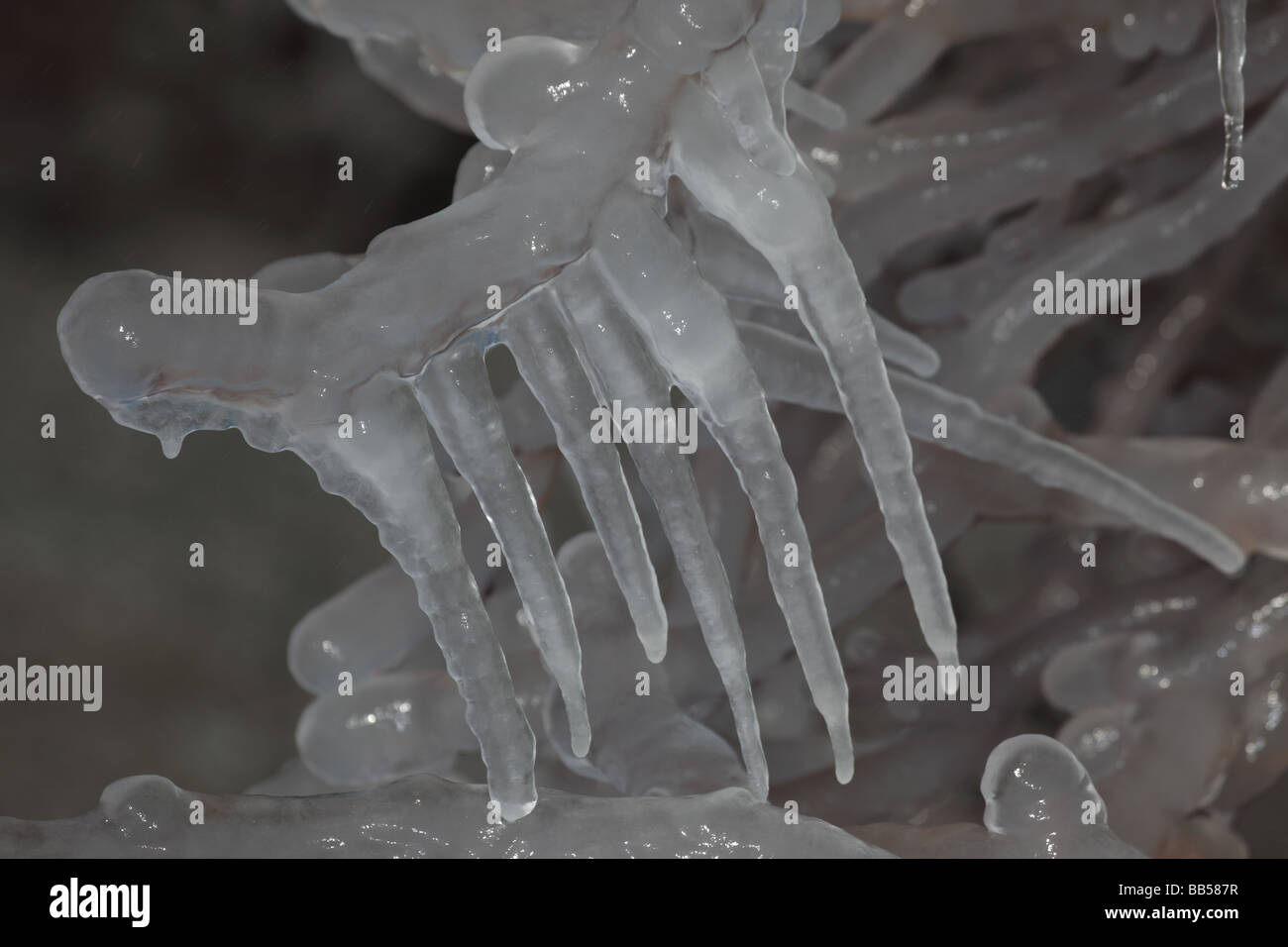 Ice on Tree Formed from frozen mist from Niagara Falls - Niagara Falls ...