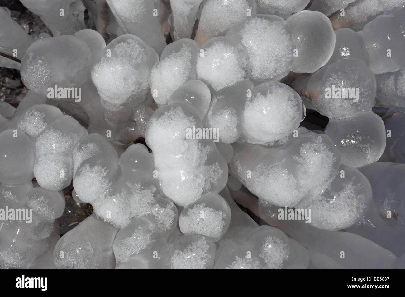 Ice on Plants - Formed from frozen mist from Niagara Falls - Niagara ...