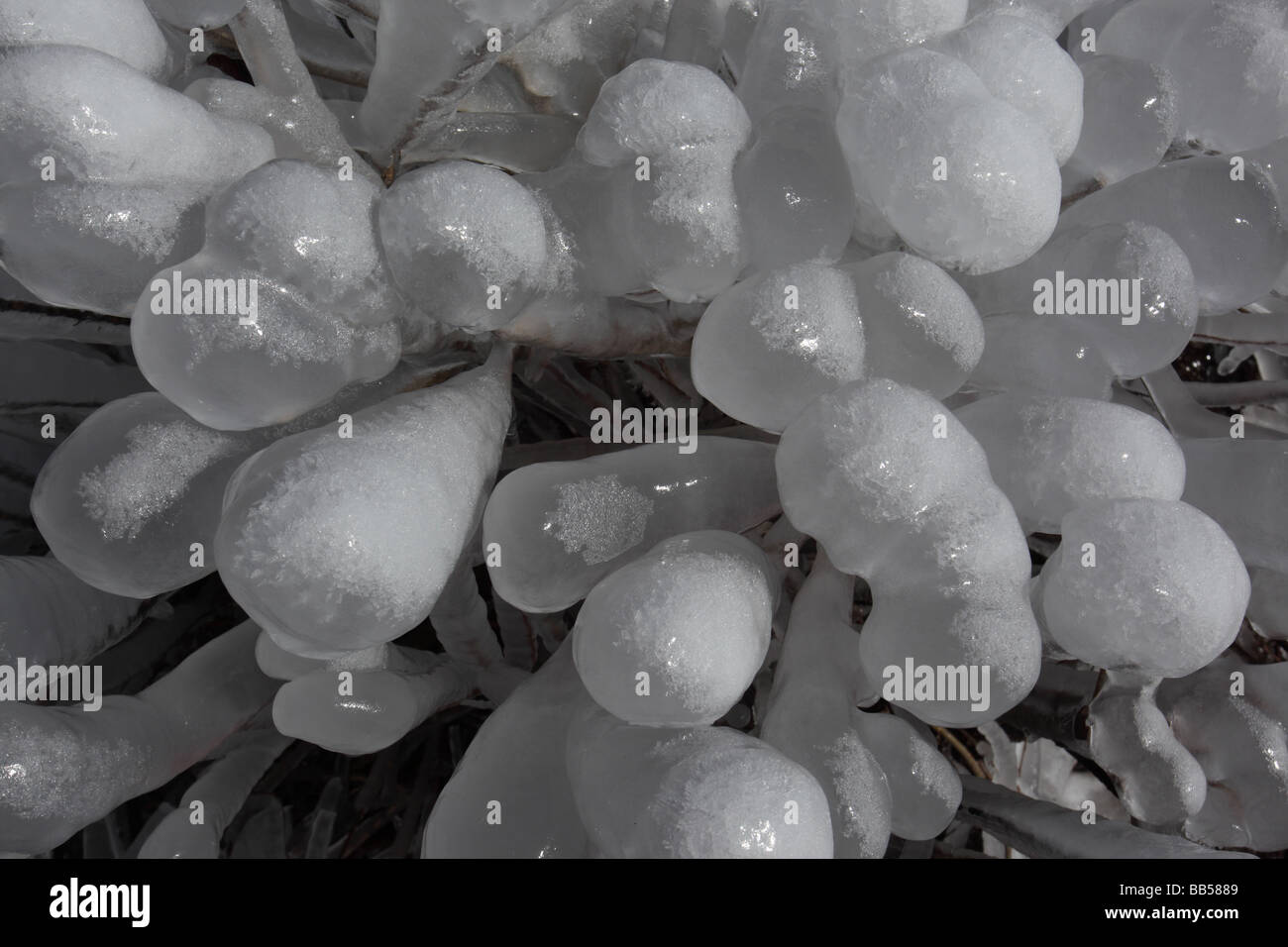 Ice on Plants - Formed from frozen mist from Niagara Falls - Niagara ...
