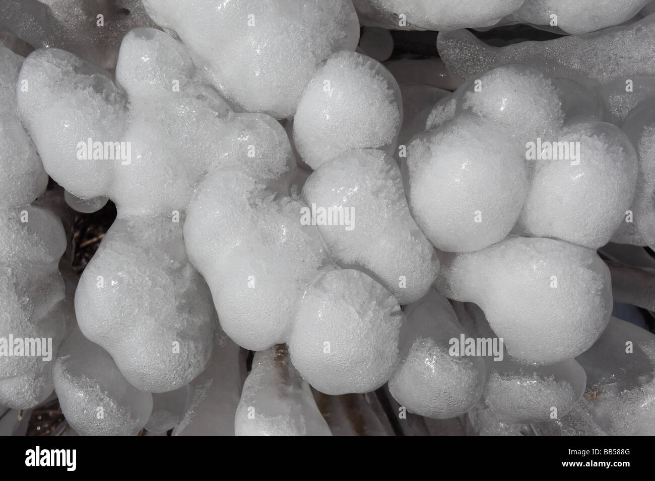 Ice on Plants - Formed from frozen mist from Niagara Falls - Niagara ...