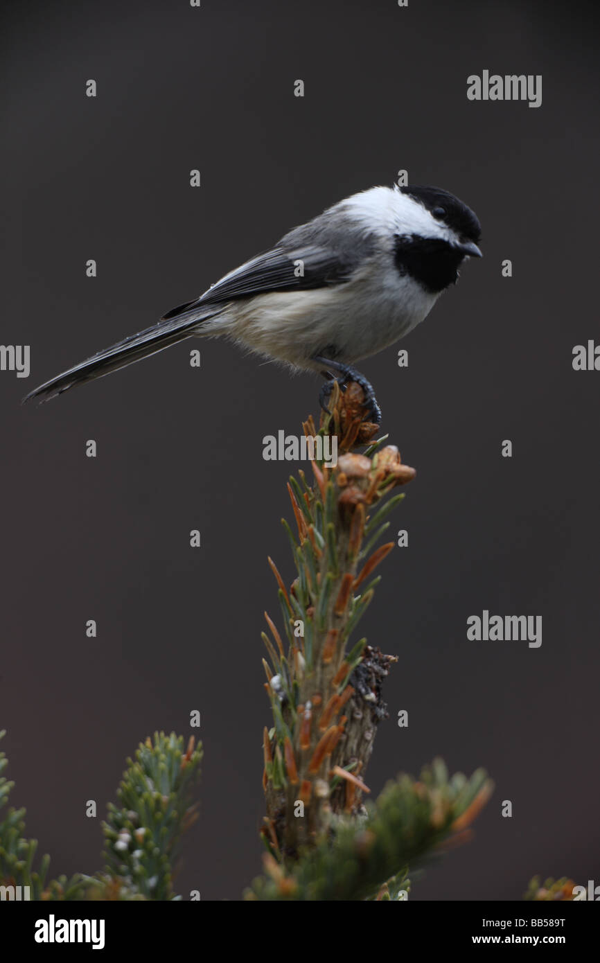 Black-capped Chickadee (Poecile atricapilla) New York - USA - Most ...