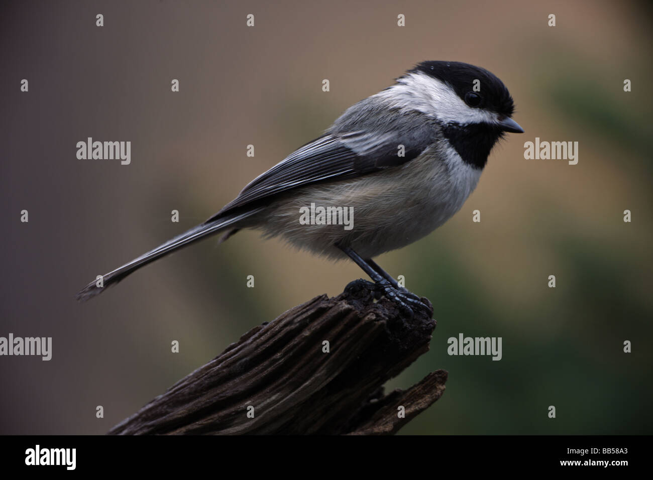 Black-capped Chickadee (Poecile atricapilla) New York - USA - Most ...