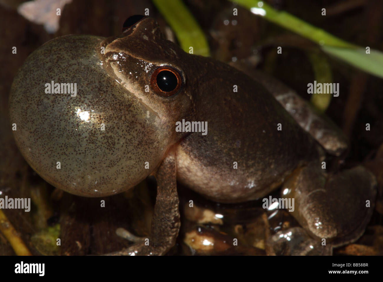 Spring peeper pseudacris crucifer hi-res stock photography and images ...