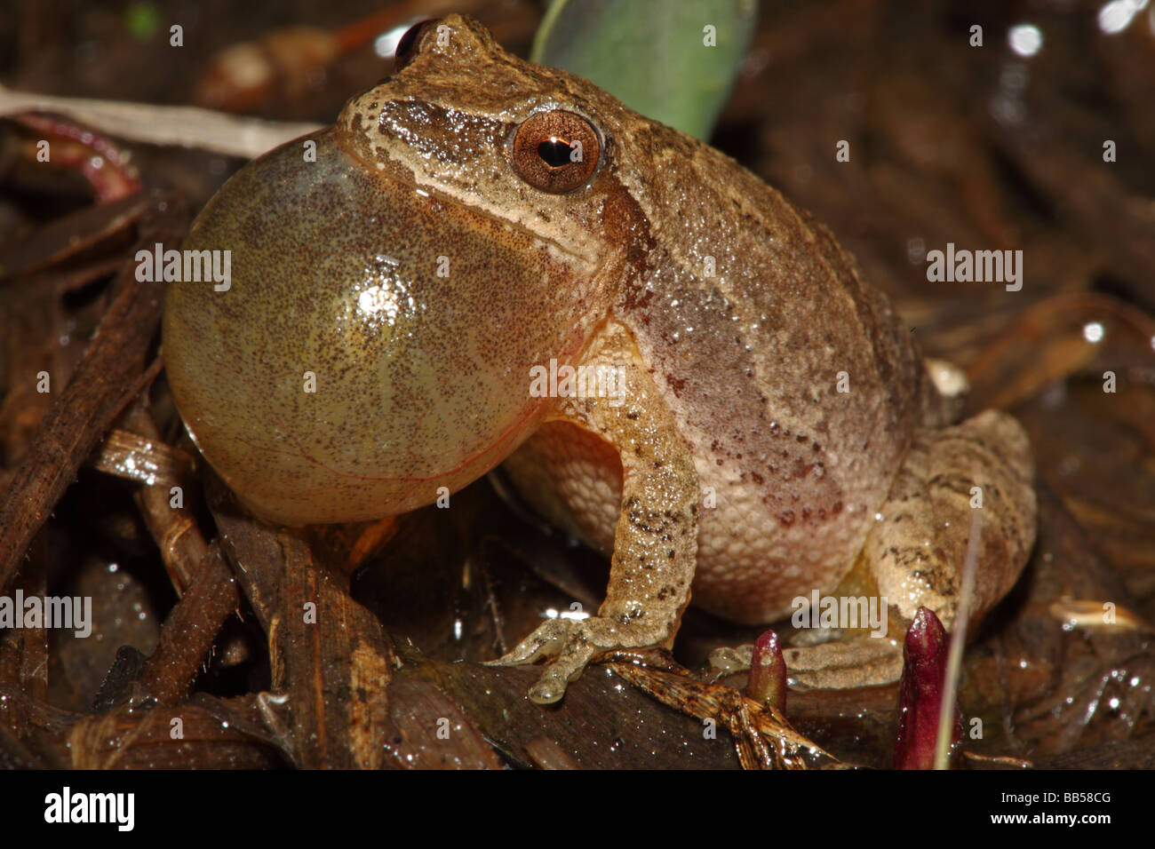 Spring peeper frogs hi-res stock photography and images - Alamy