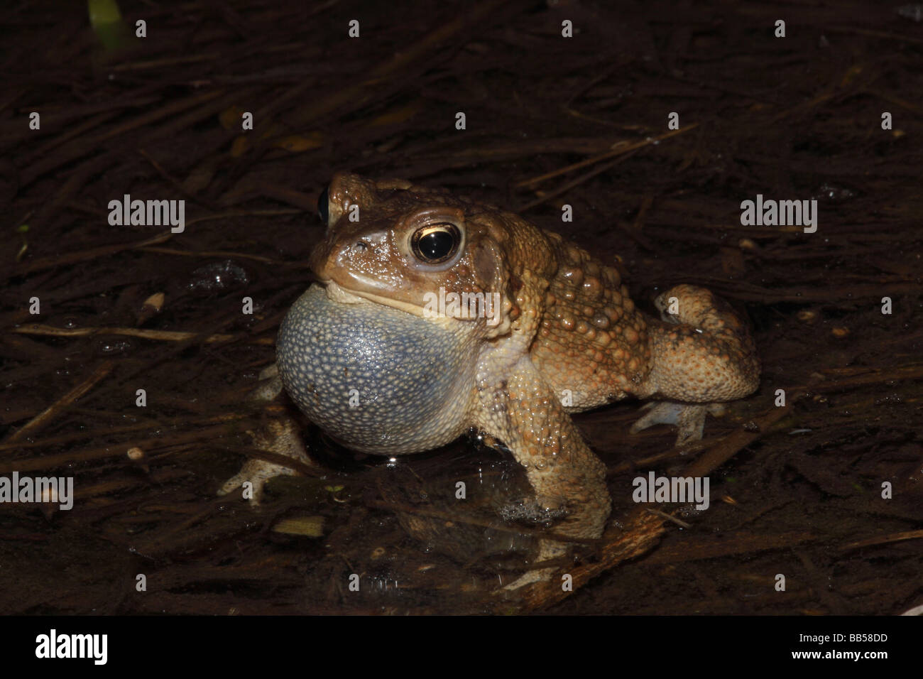 American Toad (Bufo americanus) Male calling to attract female - New ...