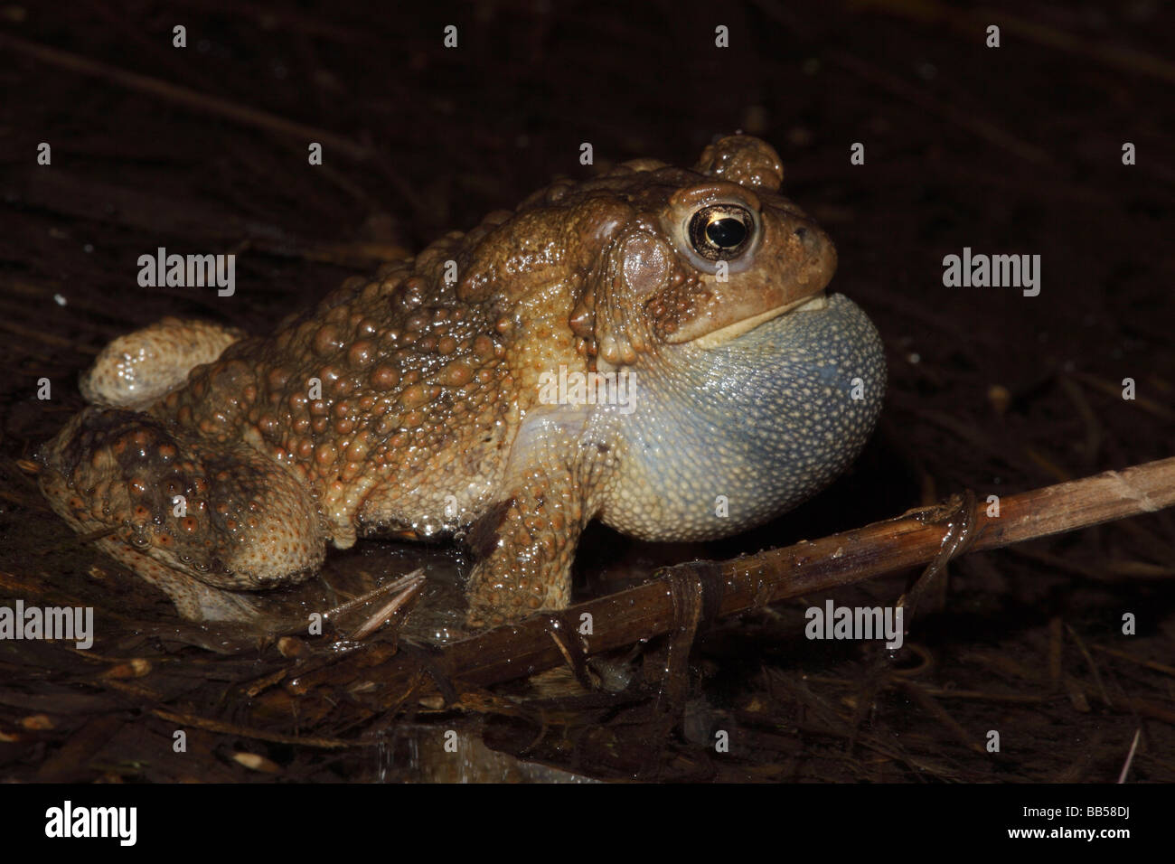 American Toad (Bufo americanus) Male calling to attract female - New ...