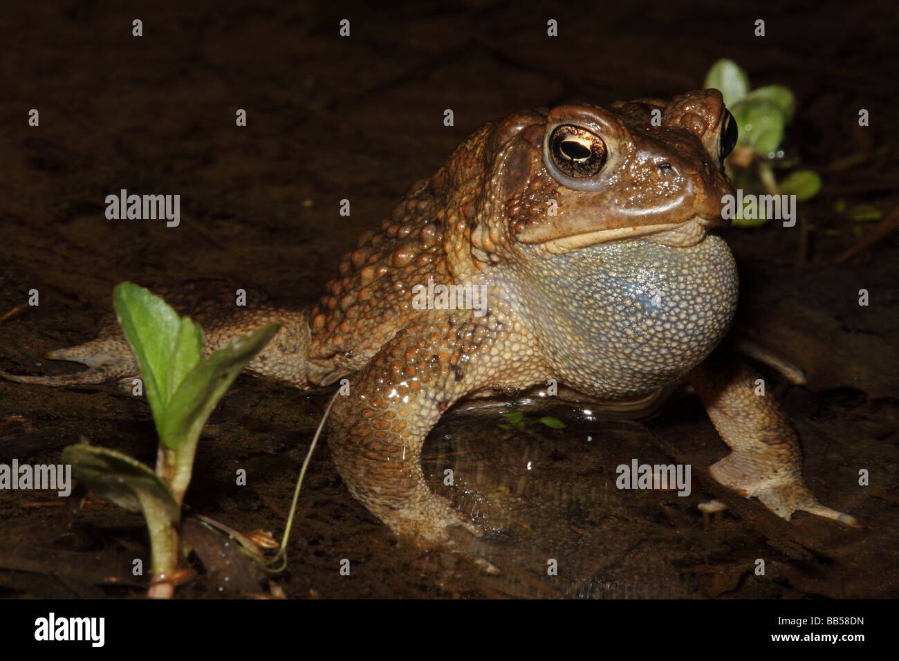 American Toad (Bufo americanus) Male calling to attract female - New ...